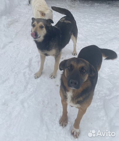 Собаки охраняки