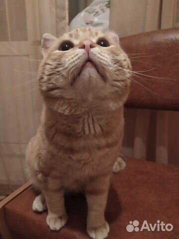 Рыжий кот в добрые руки