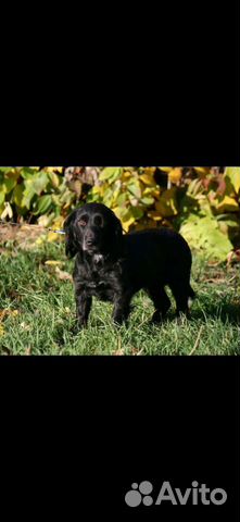 Молли ищет дом