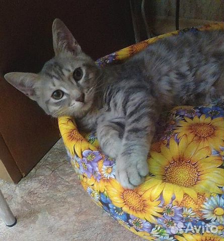 Котенок Вискас ищет дом