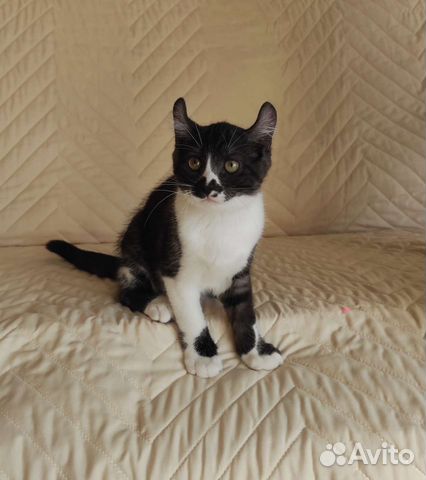 Котенок кинкалоу