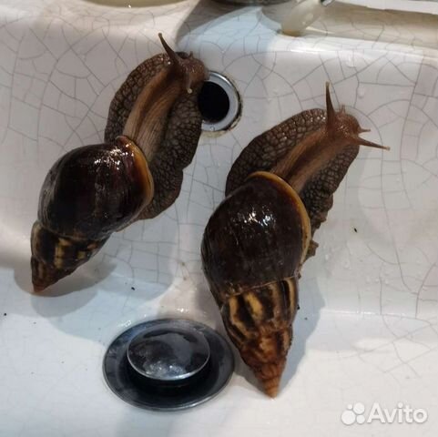 Улитки ахатина фулика