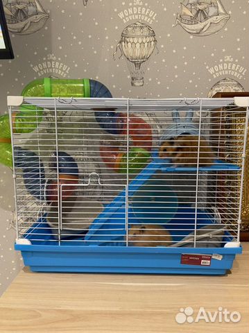 Сирийские хомяки с клеткой