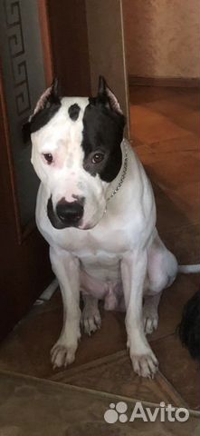 Кабель для вязки Питбуль