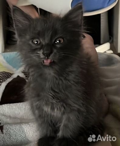 Котик