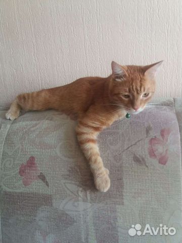 Нашёлся кот