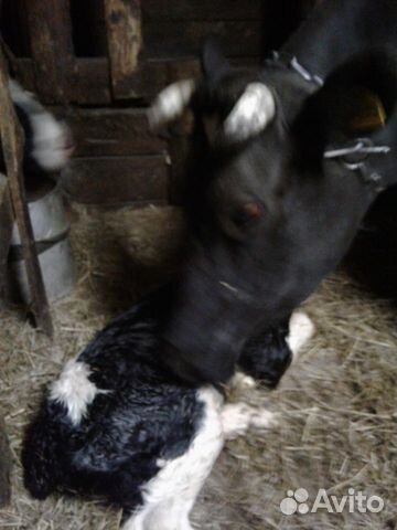 Корова дойная