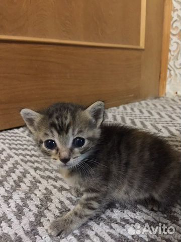 Котейка в добрые руки