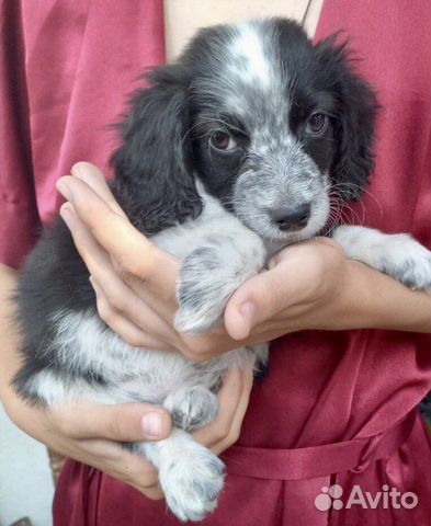 Щенки русского спаниеля в добрые руки