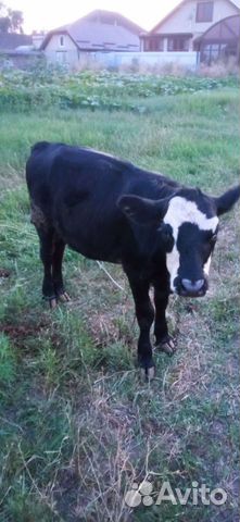 Телята телочки