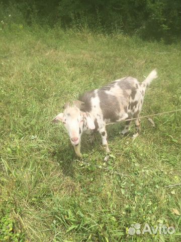 Нубийский козел