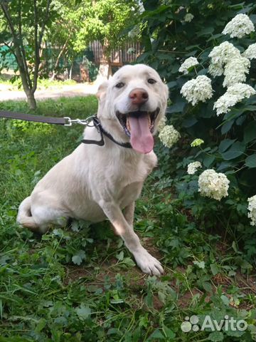Отдам лабрадора в добрые руки