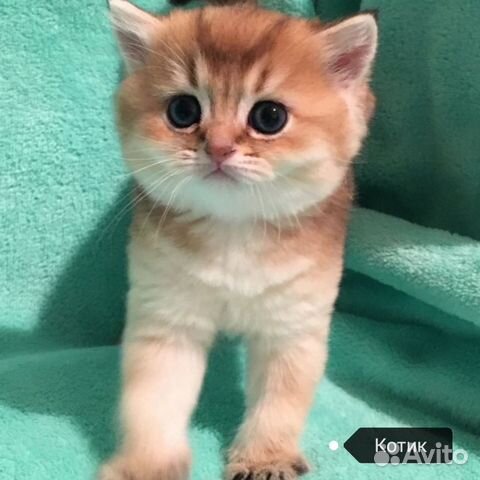 Котята золотая шиншилла