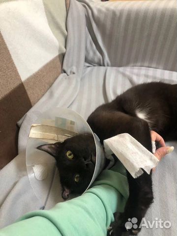 Черный кот в добрые руки