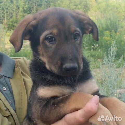 Щенок девочка 2.5 мес