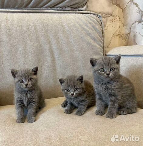 Британчики