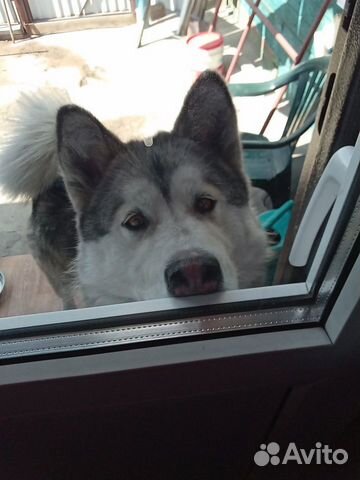 Аляскинский маломут