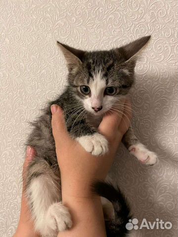 Котенок 2 месяца мальчик