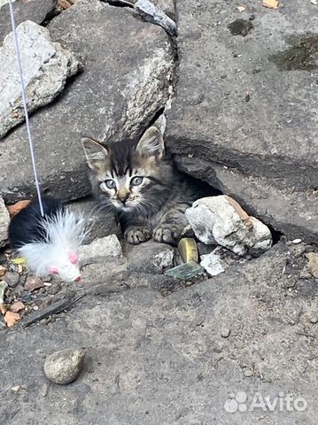 Котенок пушистый