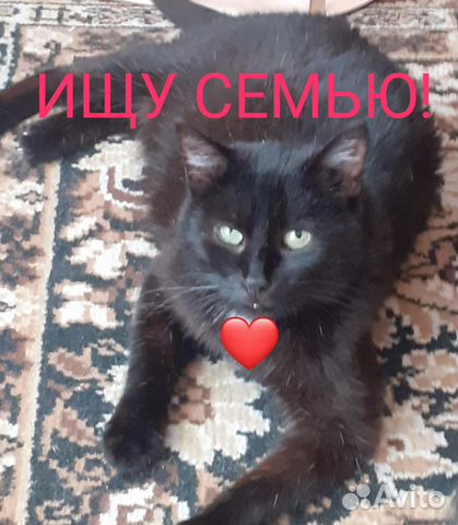 Кошка мусяша, стерилизованная, около 6 лет