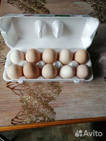 Яйца инкубационные