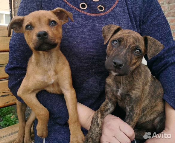 Щенки в Добрые руки