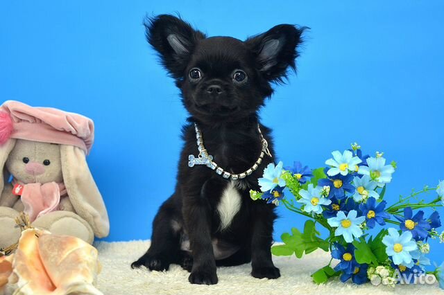 Яркий мальчик чихуахуа