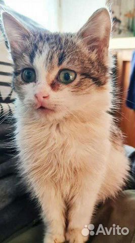 Котик Яшенька 1,5 мес