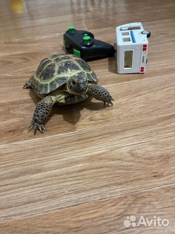Продается черепаха сухопутная