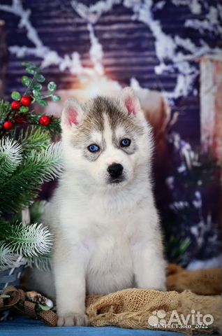 Роскошные хаски
