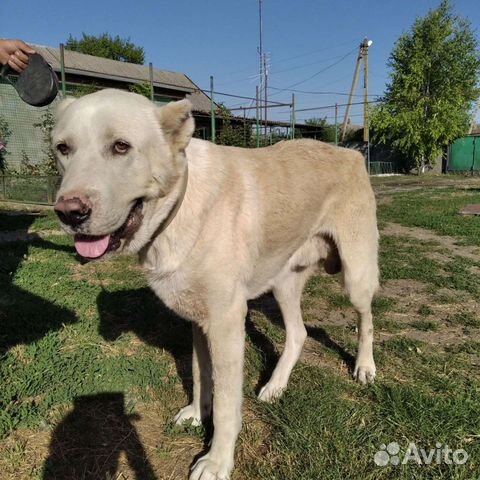Среднеазиатская овчарка алабай вязка