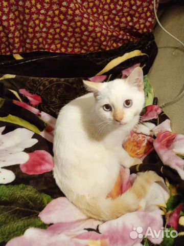 Котик британчик