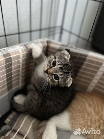Котенок вислоухий 2 мес