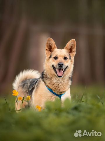 Метис сиба-ину Тори в добрые руки