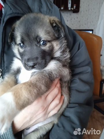 Щенки