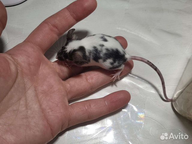 Сатиновые мыши