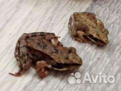 Лягушка пресноводная