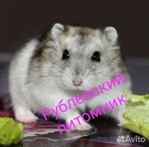 Джунгарские хомячки
