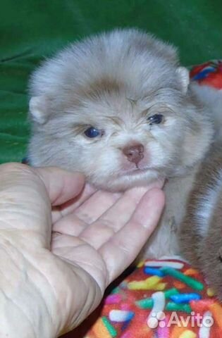 Красотка лиловый мрамор