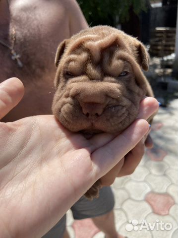 Продаются щенки шарпея