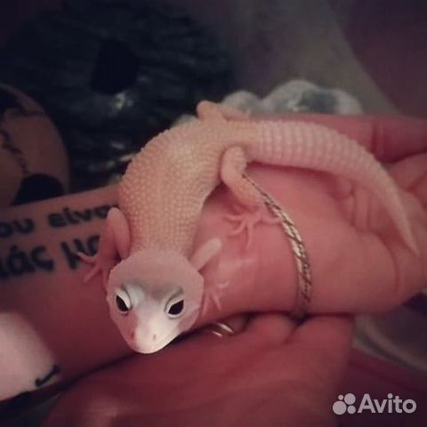 Эублефар самка близард