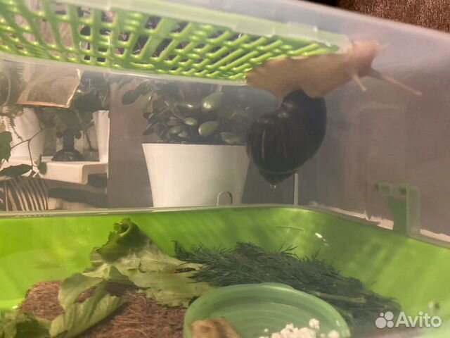 Улитки ахатины