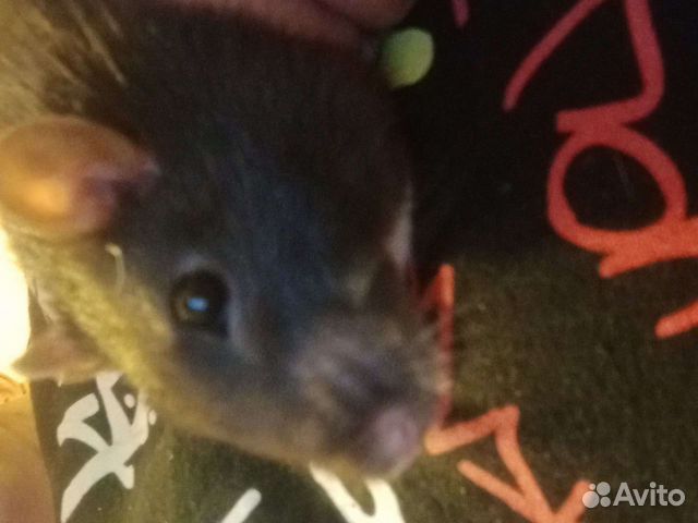 Декоративная крыса