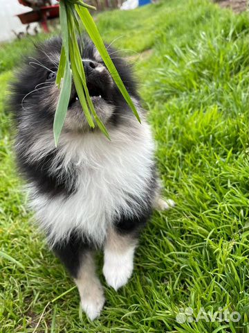 Шпиц девочка