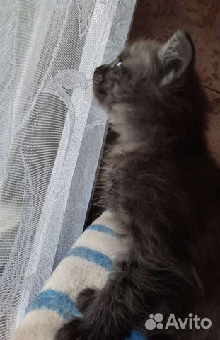 Котёнок