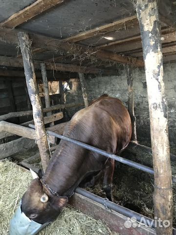 Продается бык и телята