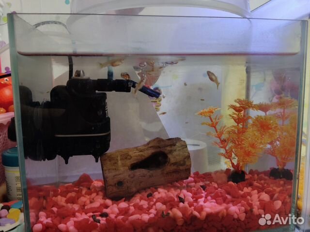 Аквариумные рыбки Гуппи продам