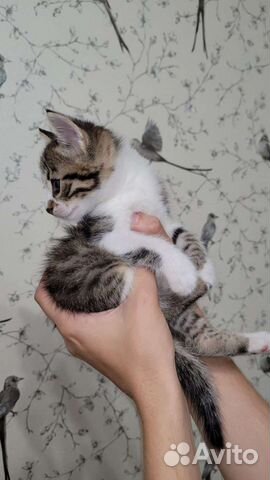 Пушистый котенок