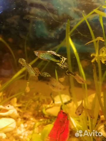 Аквариумные рыбки гуппи