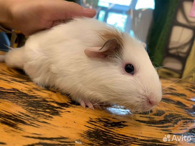 Морская свинка